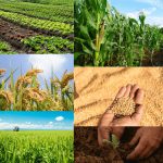 Rabi Crops Example, Seasons,difination Benefits all update 2025