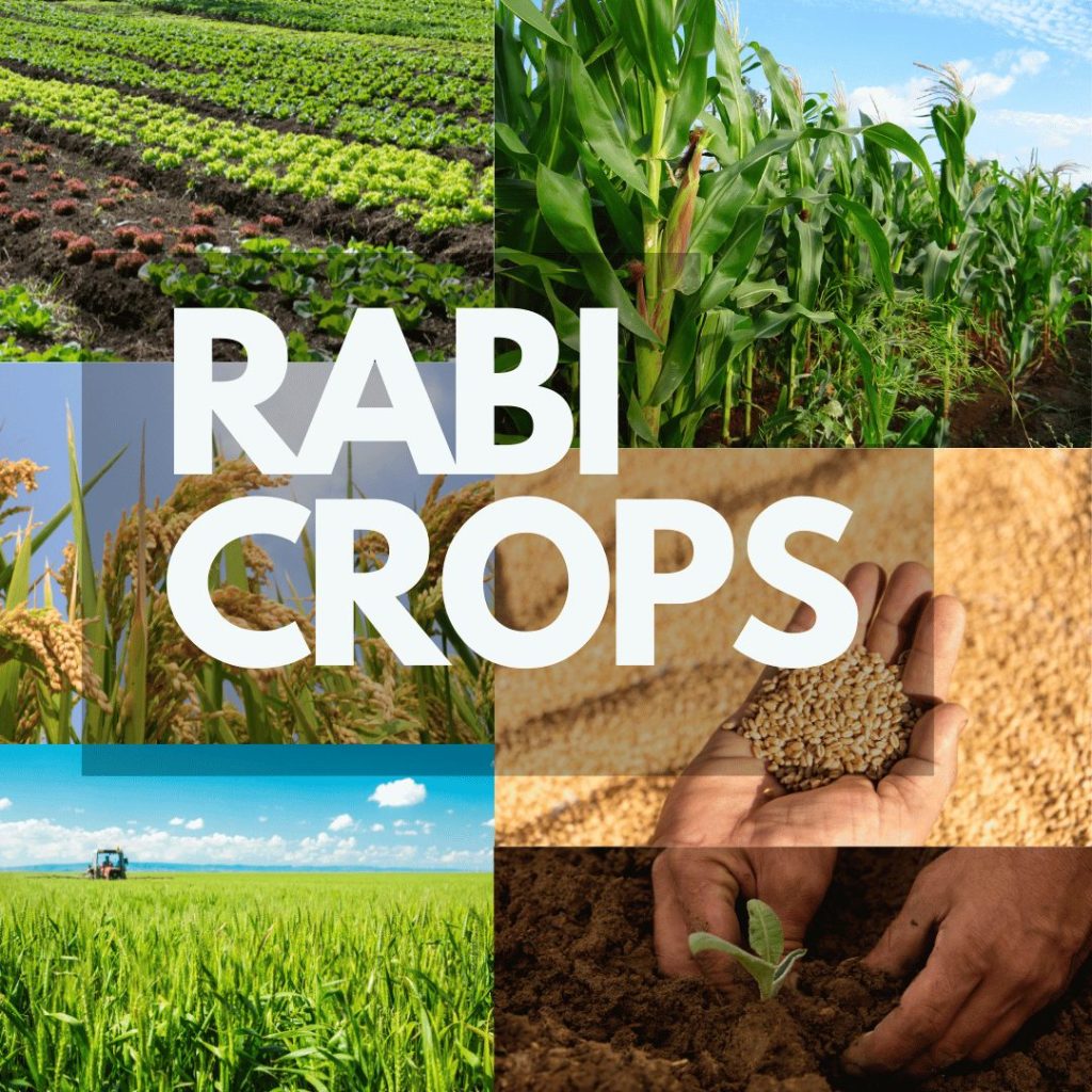 Rabi Crops Example, Seasons,difination Benefits all update 2025