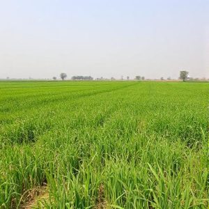 Rabi Crops Examples Definition and Kharif Crops and zaid crops