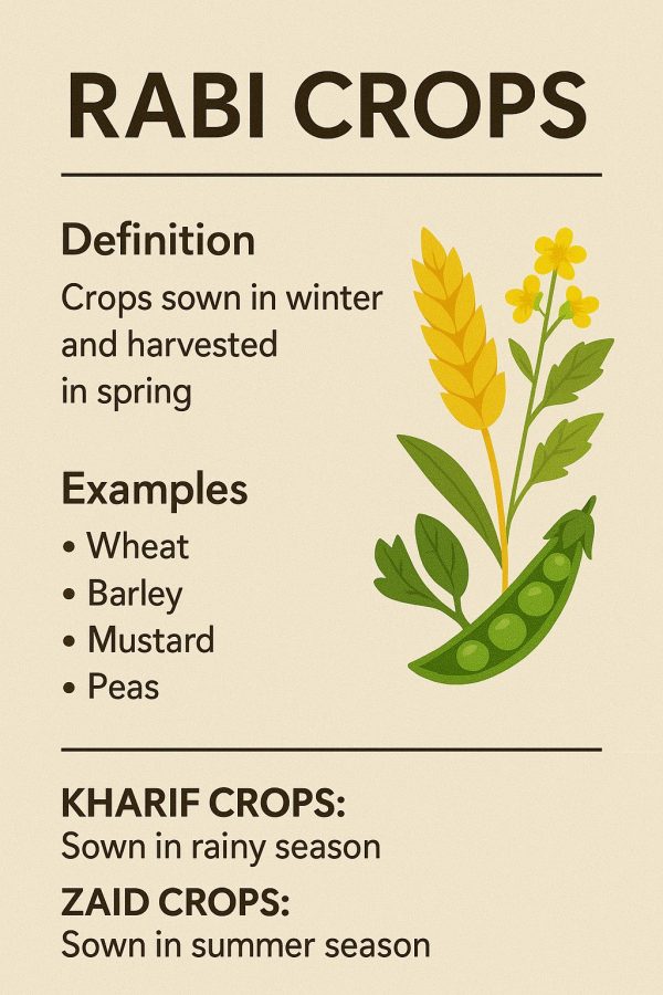 Rabi Crops Examples Definition and Kharif Crops and zaid crops