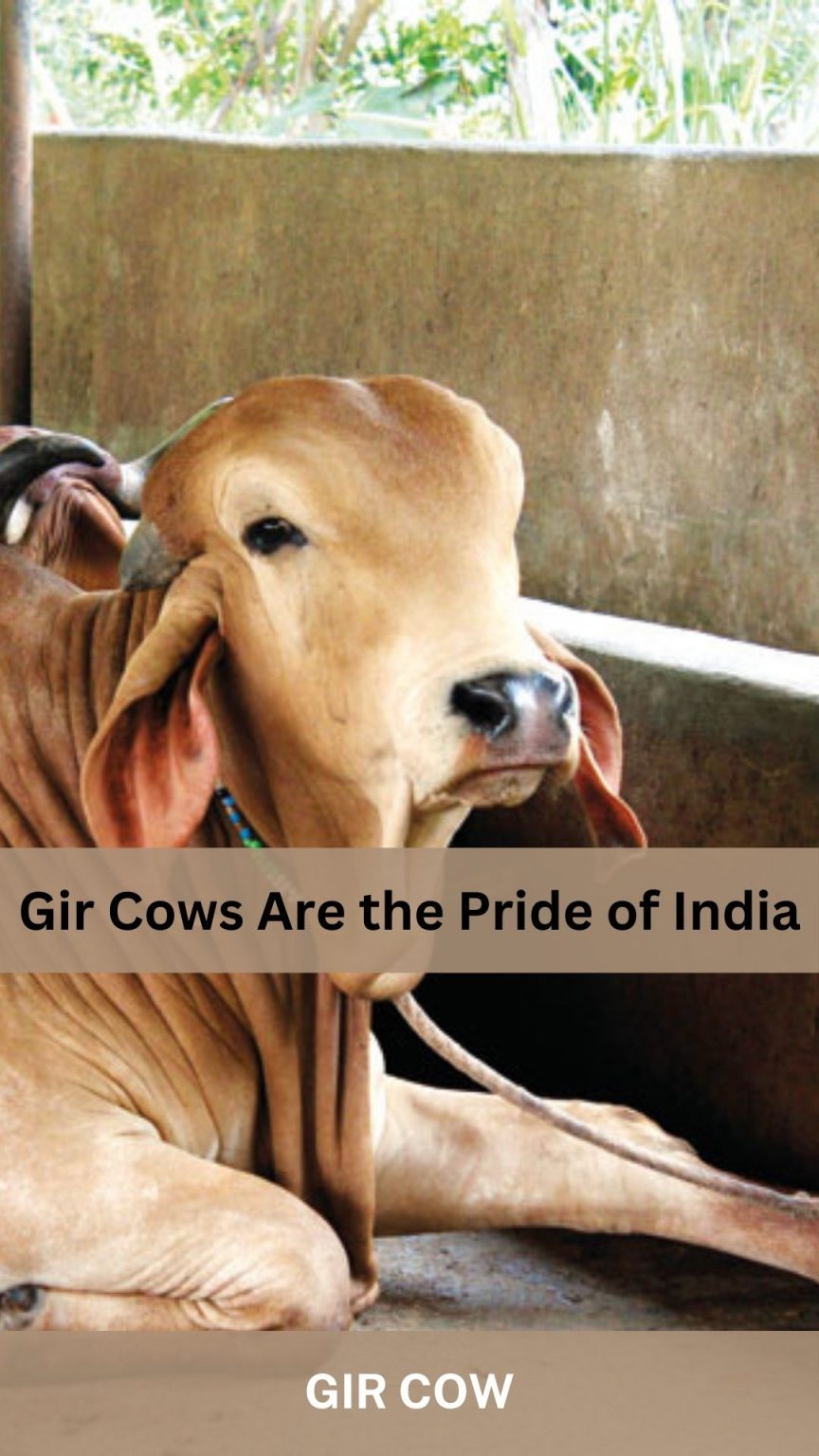 Gir Cow Information: Milk Production, Care, and Advantages