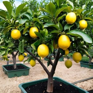 Lemon Cultivation Guide: How to Grow High-Yield Lemon
