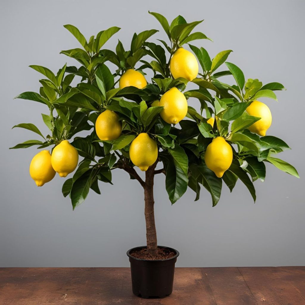 Lemon Cultivation Guide: How to Grow High-Yield Lemon