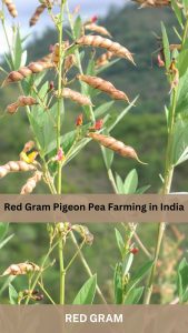Red Gram Farming in India Varieties, Intercropping every detail