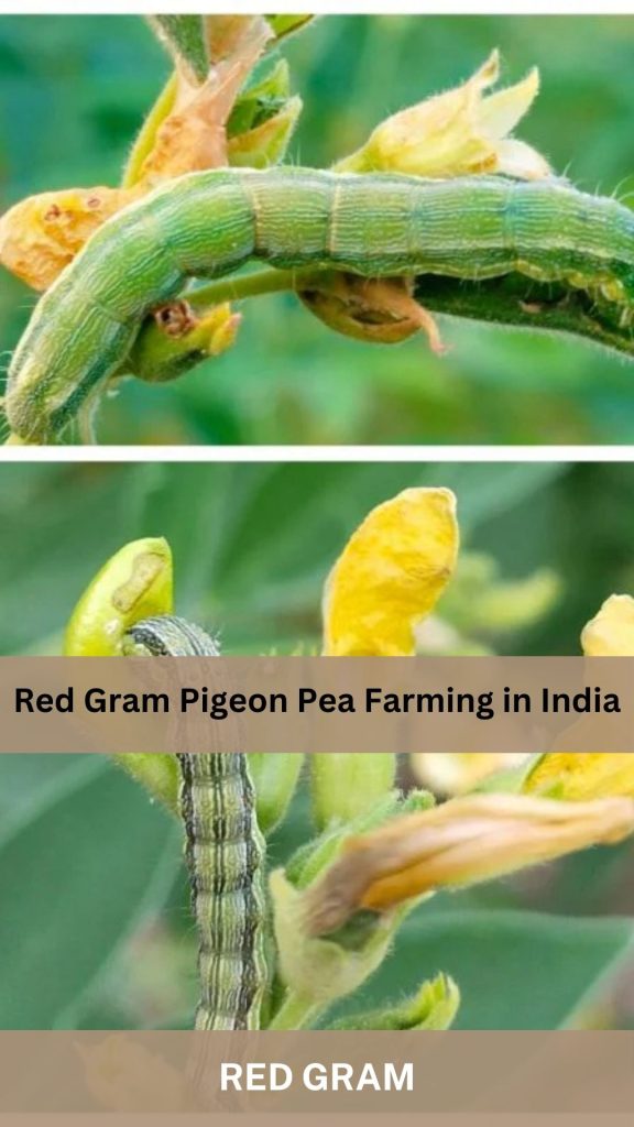 Red Gram Farming in India Varieties, Intercropping every detail