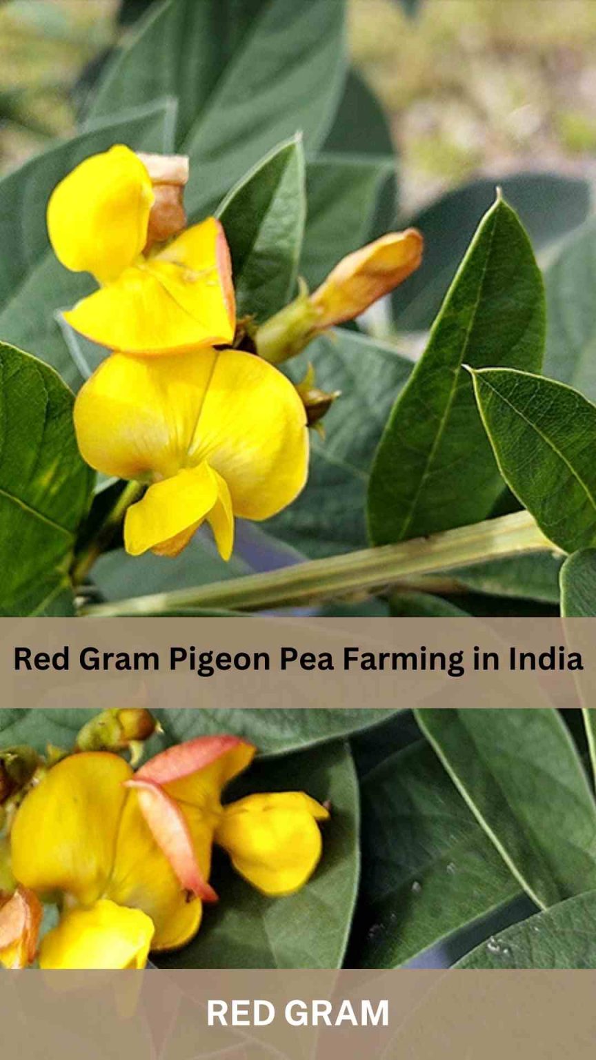 Red Gram Farming in India Varieties, Intercropping every detail