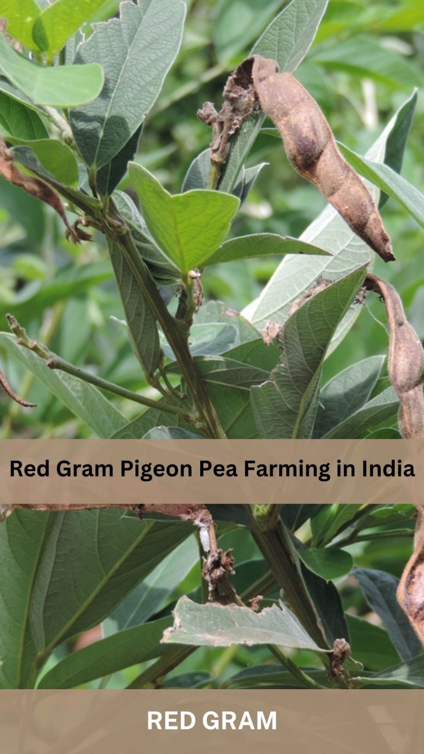 Red Gram Farming in India Varieties, Intercropping every detail