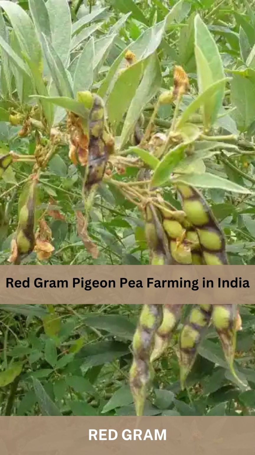 Red Gram Farming in India Varieties, Intercropping every detail