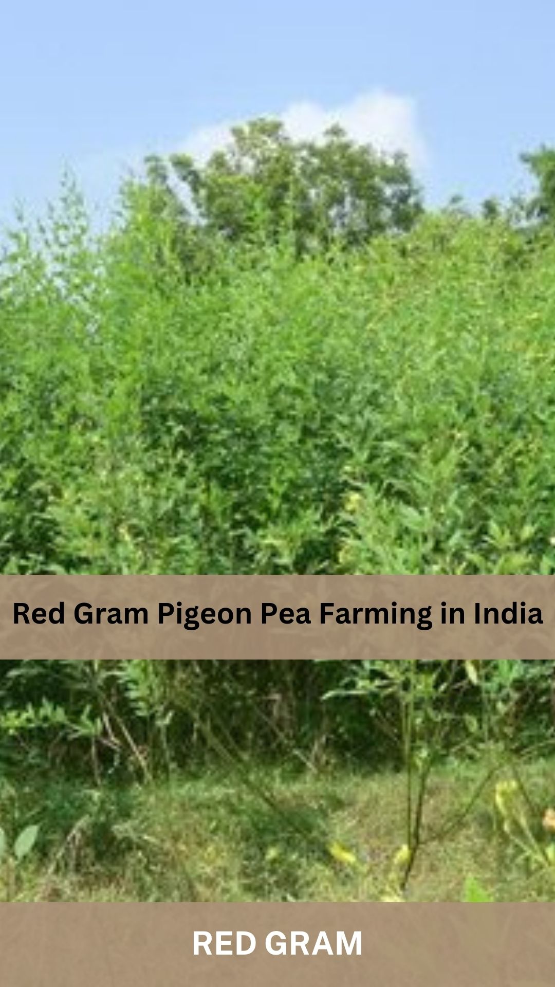 Red Gram Farming in India Varieties, Intercropping every detail