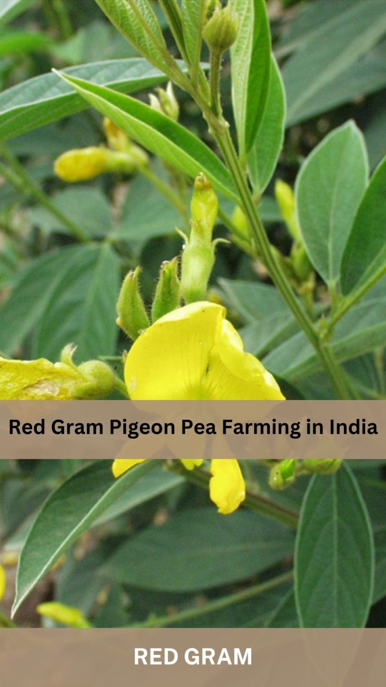 Red Gram Farming in India Varieties, Intercropping every detail