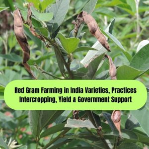 Red Gram Farming in India Varieties, Intercropping every detail