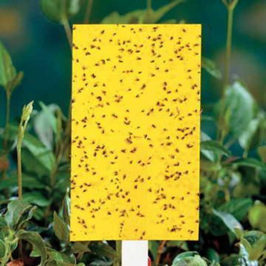 Yellow Sticky Traps Explained Uses, Benefits, and Tips